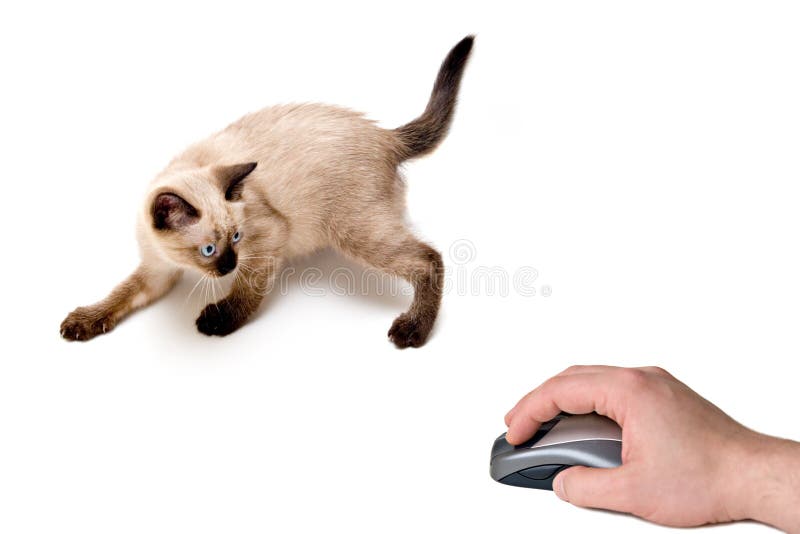 Cat and Mouse stock photo. Image of furtive, concept, hand - 1567106
