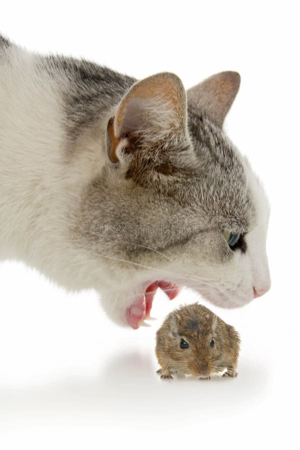 Cat or the mousetrap stock image. Image of device, female - 39070081
