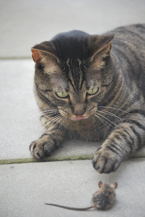Cat and mouse stock photo. Image of organism, catsplay - 19975934