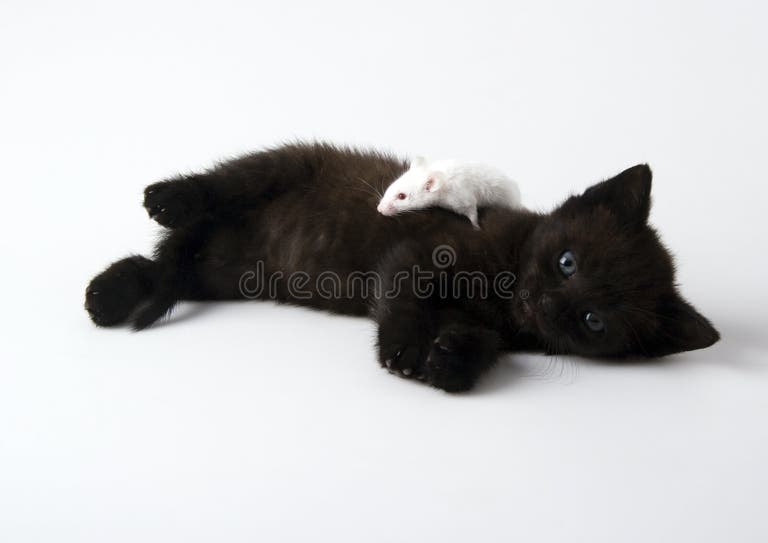 Cat & Mouse stock photo. Image of pets, felis, mammalia - 2393086