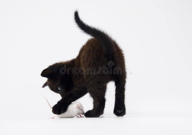 Cat & Mouse stock photo. Image of black, mouse, eyes - 2393264
