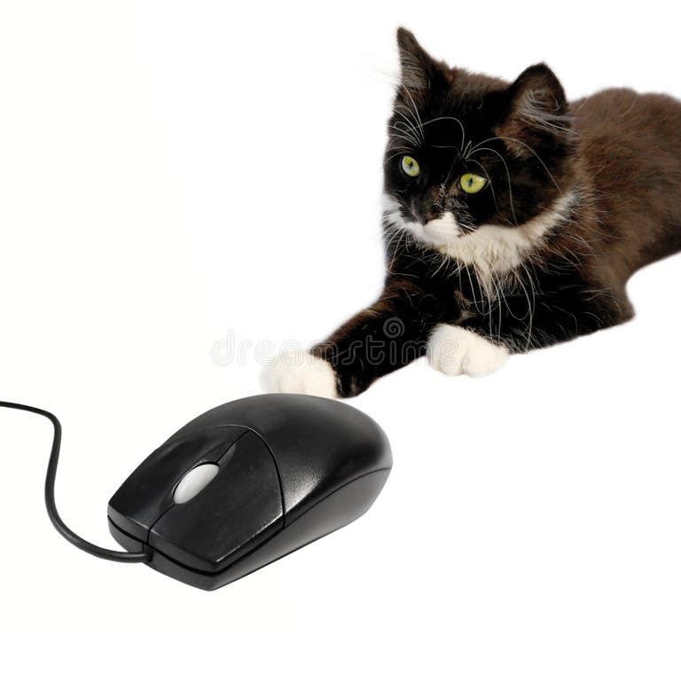 190 Mouse Black Cat Computer Stock Photos - Free & Royalty-Free Stock ...