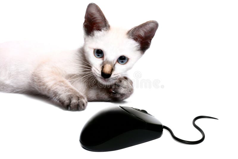 Cat and mouse stock photo. Image of control, composite - 3017570