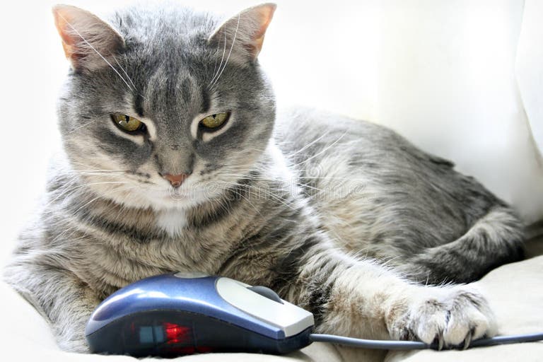 726 Cat Computer Mouse Stock Photos - Free & Royalty-Free Stock Photos ...