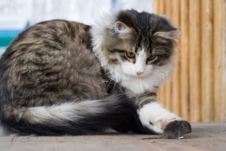 Cat and mouse stock photo. Image of kitten, white, stare - 602476