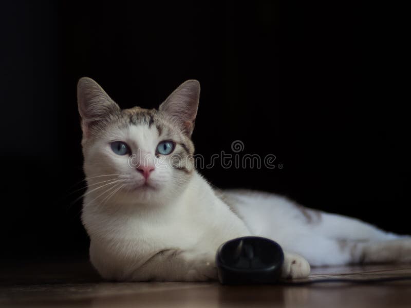Cat with a mouse stock image. Image of work, funny, technology - 163405457