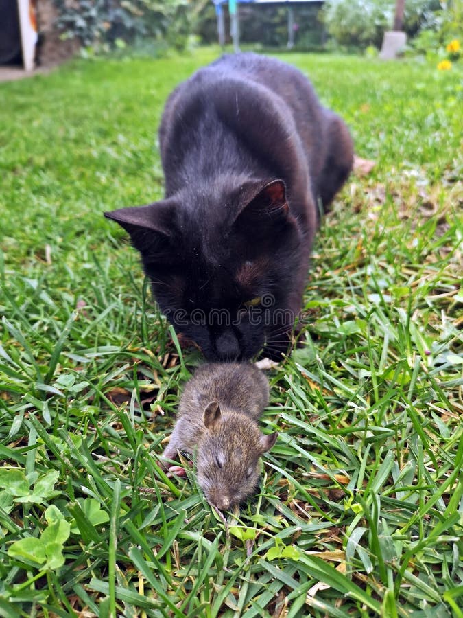 Cat and mouse stock image. Image of eyes, garden, grass - 197401775