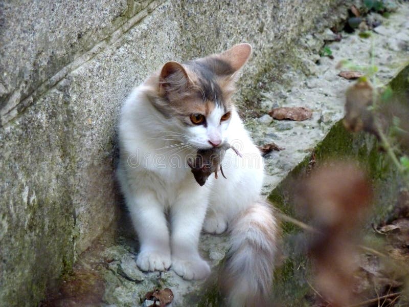 Cat and mouse stock photo. Image of tricolor, smart, caught - 65141558