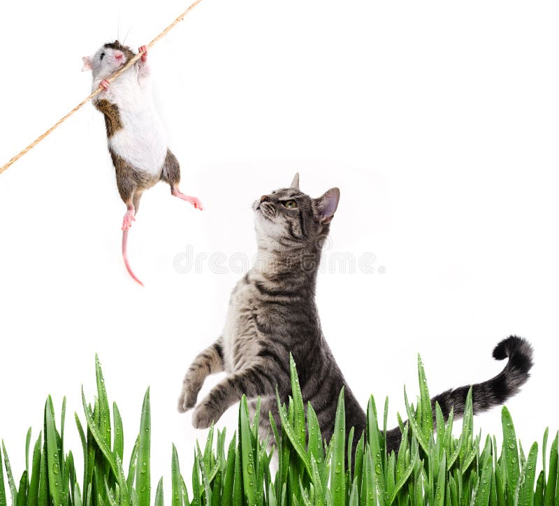 Mouse climbing on the rope stock image. Image of head - 37976831