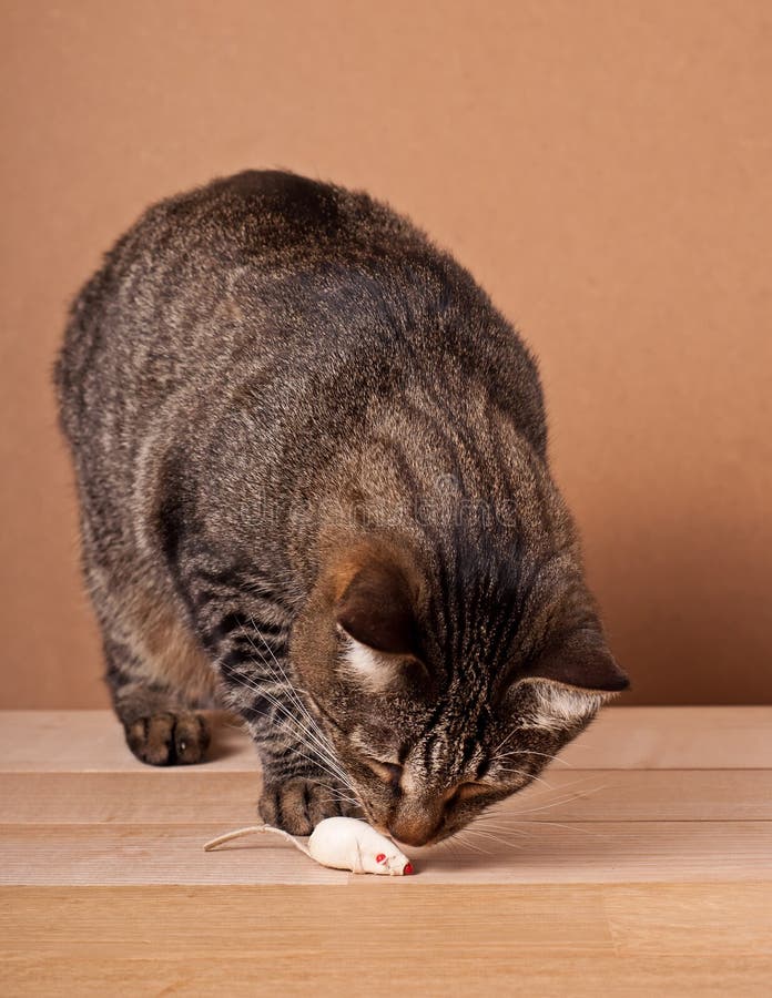 Cat and mouse stock photo. Image of nose, black, playing - 35387130