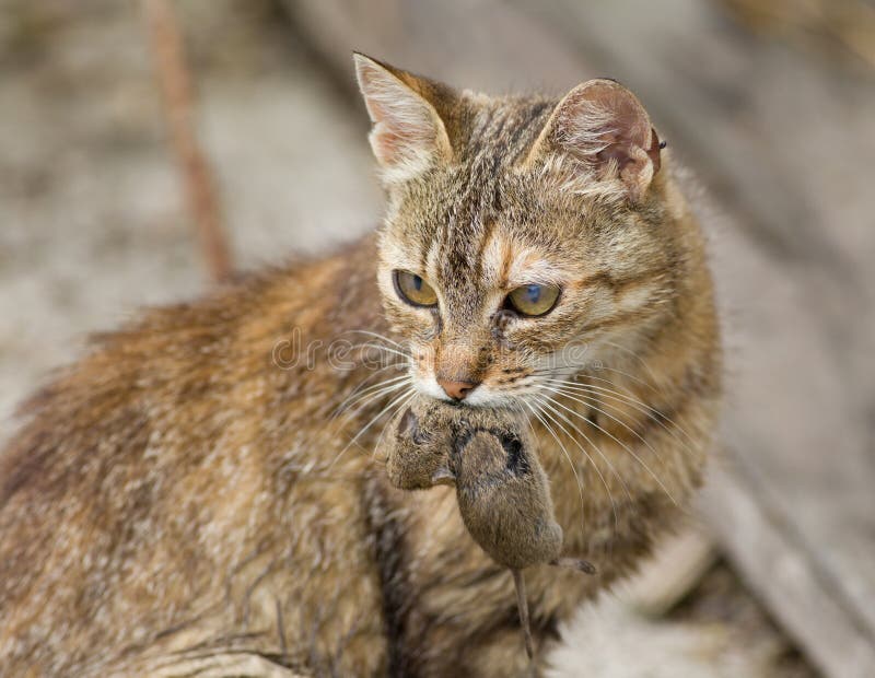 Cat with mouse in mouth stock image. Image of hungry - 43276633