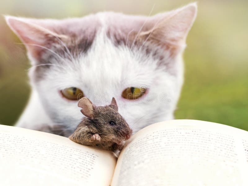 A Cat and a Mouse Near an Open Book, a Cat Watching a Mouse. Reading a ...
