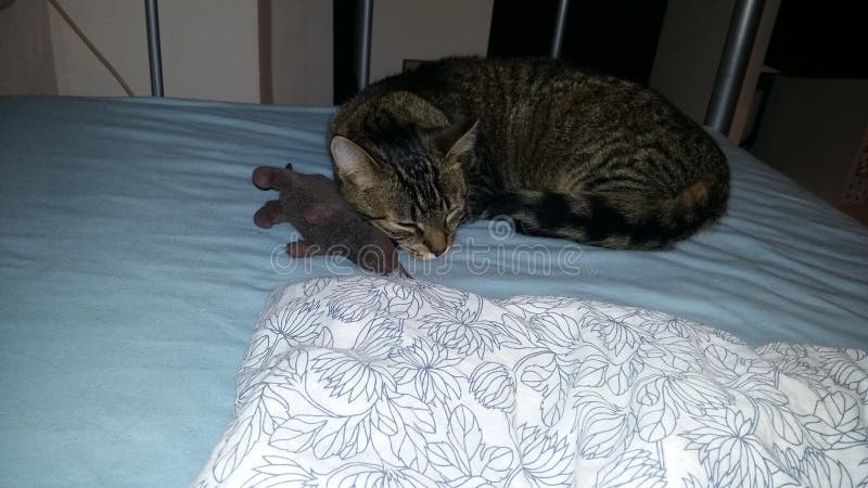 Cat and Mouse stock image. Image of sleeping, favoured - 74864563