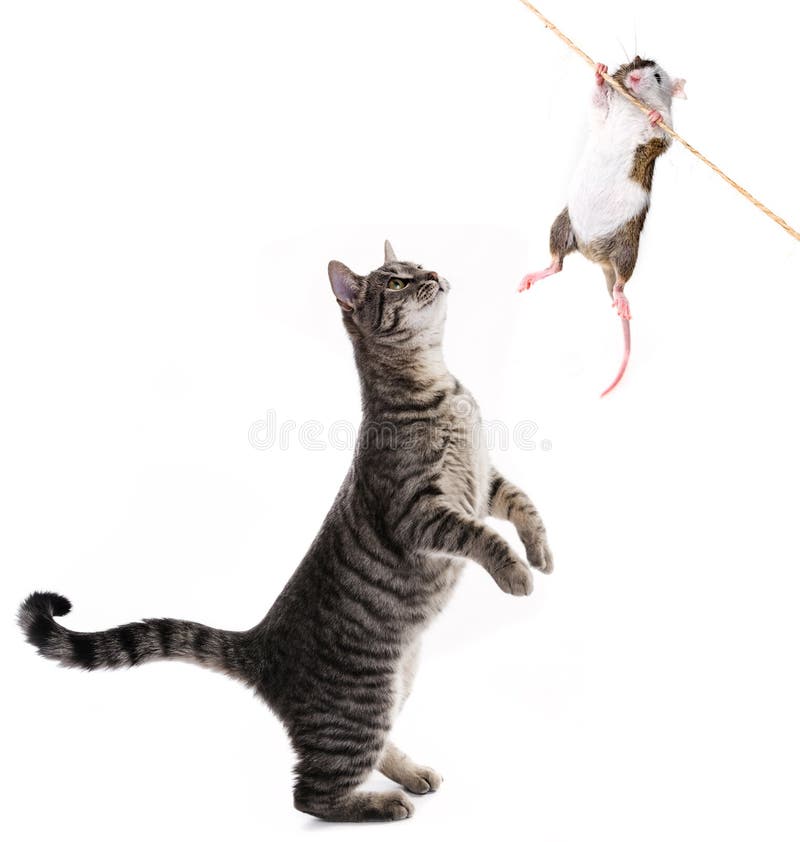Cat and mouse on white stock image. Image of face, legs - 51312789