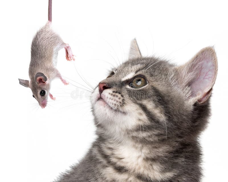 Kitten and mouse stock photo. Image of healthy, close - 31659298
