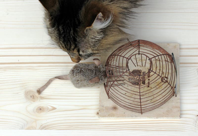 Cat or the mousetrap stock image. Image of device, female - 39070081
