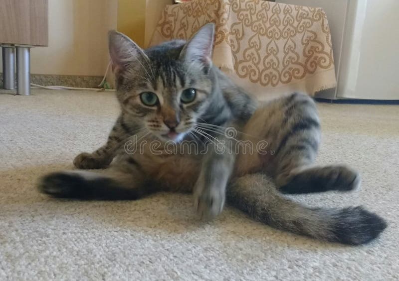 Funny movement cat stock photo. Image of movement, funny - 111322960