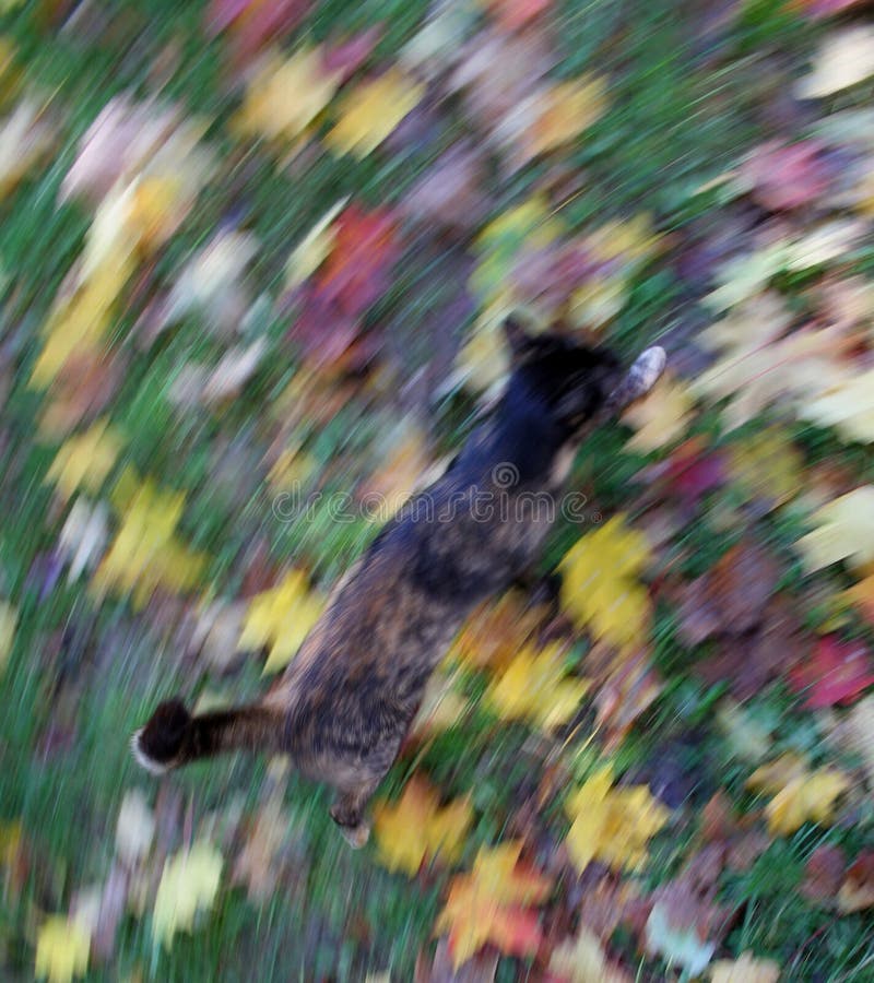 Cat in the movement stock image. Image of maple, leaves - 45618039