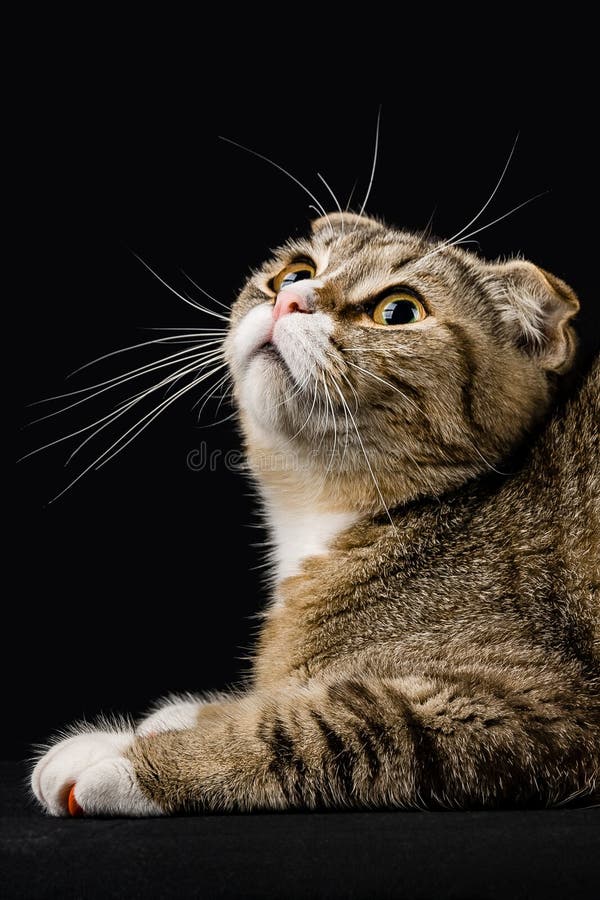 A Cat with a Smart Look Looking Up. Stock Photo - Image of english ...