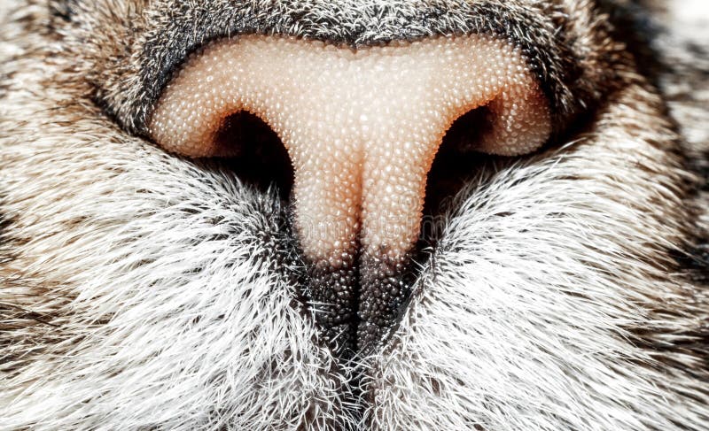 Cat muzzle close up stock photo. Image of face, close - 134144750