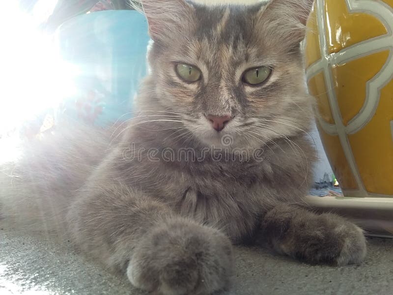 Cat stock photo. Image of time, chilling - 77371964