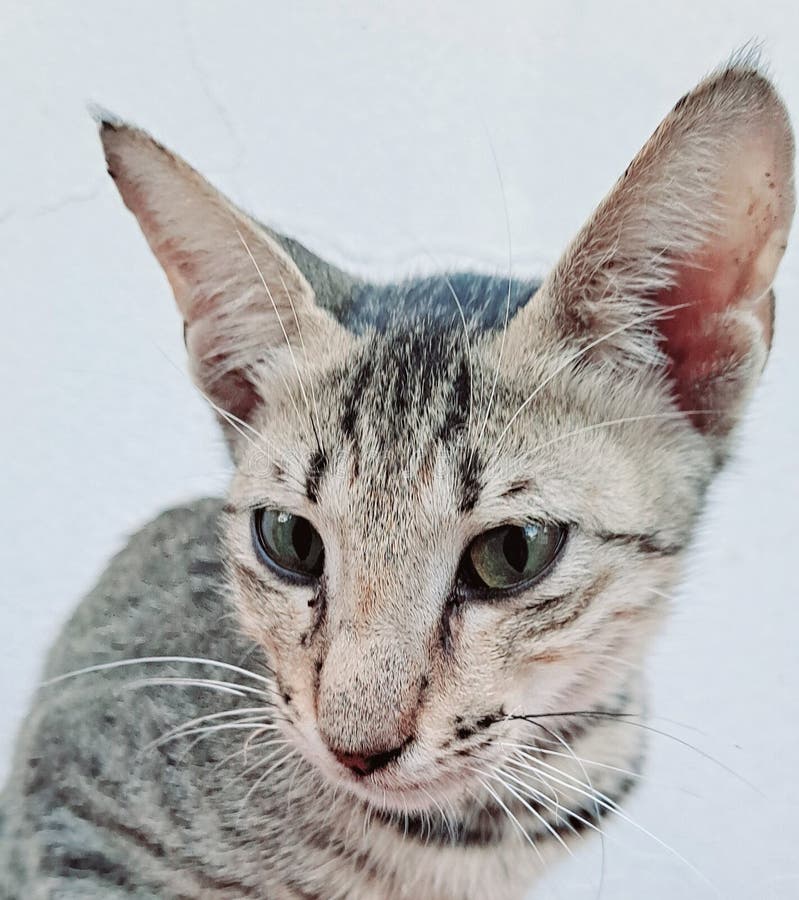 Cat my cote cat stock photo. Image of nose, snout, cote - 262436786