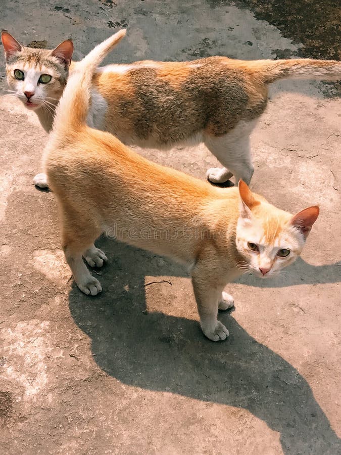 Cat at My Home Out Site Pucy Stock Photo - Image of site, home: 171658668