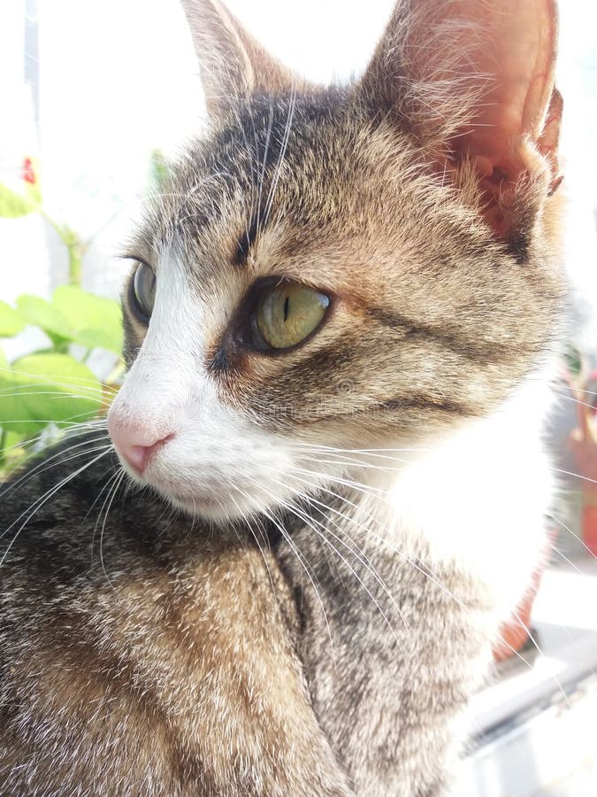 Cat stock photo. Image of greeneyes, sweety, catt, sweet - 80293226