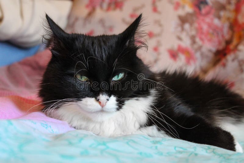 Cat stock photo. Image of beautiful, kitty, nature, eyes - 97809626