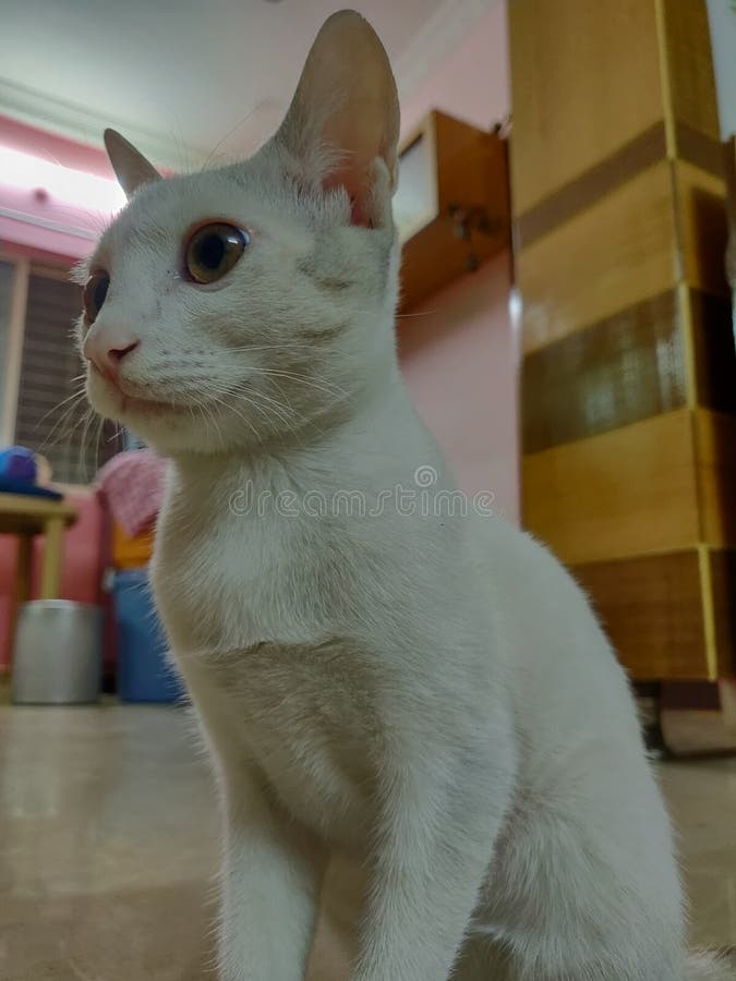 Chinnu Stock Photos - Free & Royalty-Free Stock Photos from Dreamstime