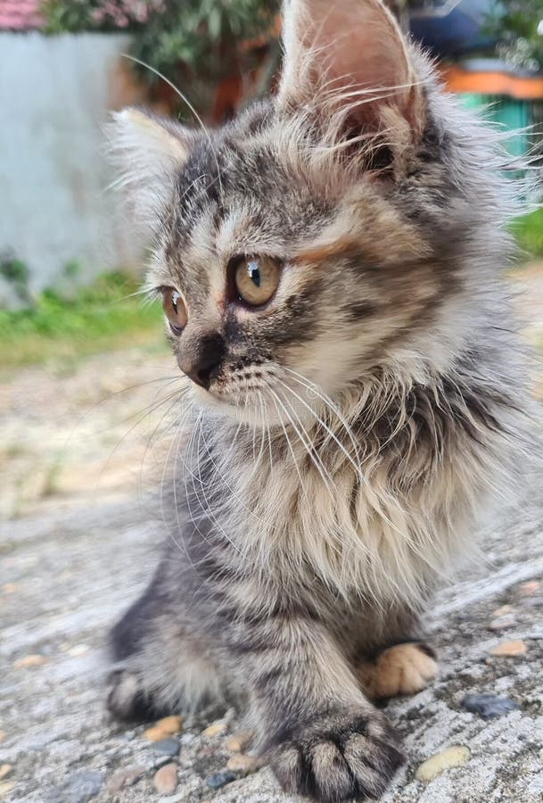 Cat with name Cipluk girl stock image. Image of name - 223080795