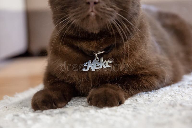 Cat Name Tag Keks. Brown Scottish Cat at Home with Tag Stock Photo ...
