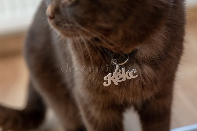 Cat Name Tag Keks. Brown Scottish Cat at Home with Tag Stock Image ...