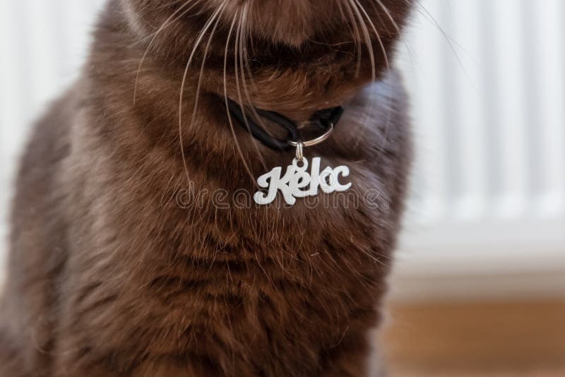 Cat Name Tag Keks. Brown Scottish Cat at Home with Tag Stock Photo ...
