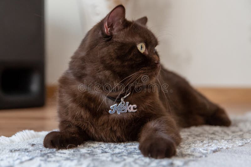 Cat Name Tag Keks. Brown Scottish Cat at Home with Tag Stock Image ...