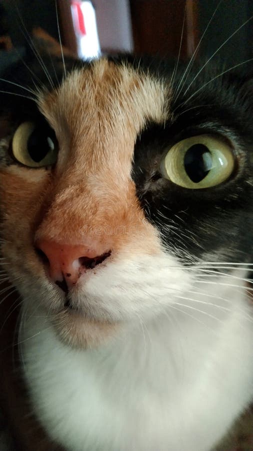 The cat named beta stock photo. Image of beta, animal - 266794016