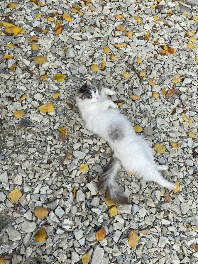 A cat named Kusya stock image. Image of white, fluffy - 269945257