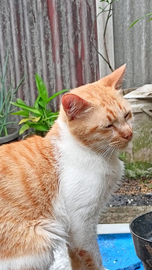 This Cat Named Moti she is Sunbathing in the Morning with Her Eyes ...