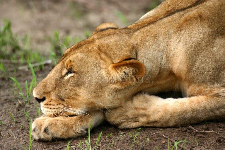 Cat Nap stock photo. Image of sleep, relax, lion, lioness - 4166