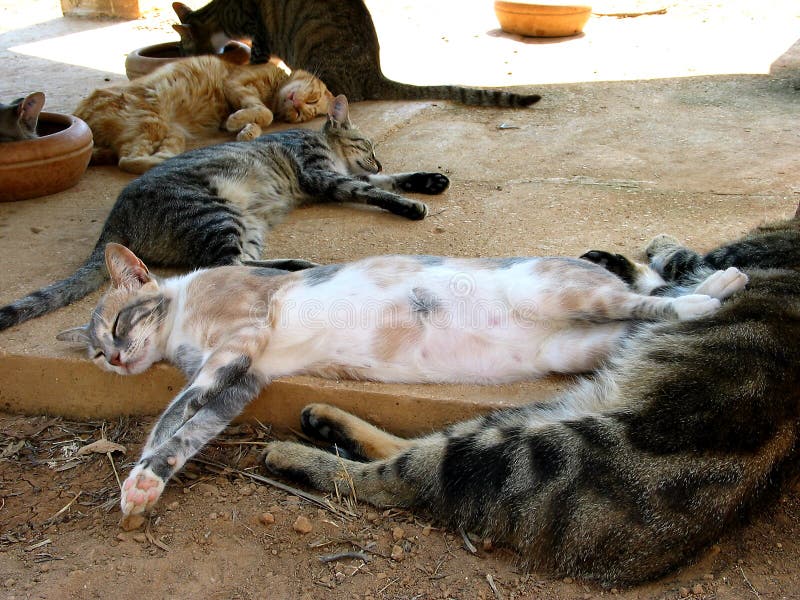 Cat nap stock photo. Image of relax, sleep, cats, animals - 150292