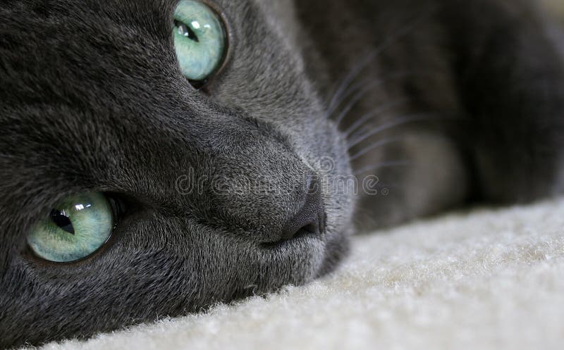 Cat Nap stock image. Image of whiskers, cats, feline, russian - 1581899