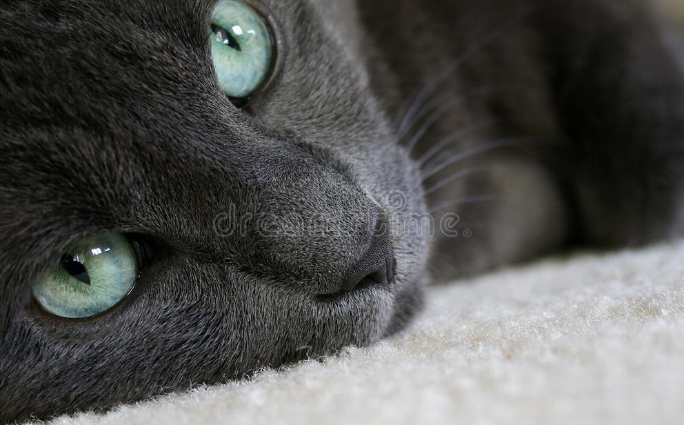 Cat Nap stock image. Image of whiskers, cats, feline, russian - 1581899