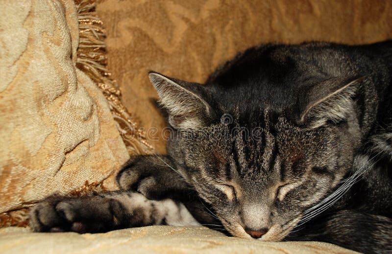 Cat Nap stock photo. Image of head, kitty, brown, dreaming - 2184060