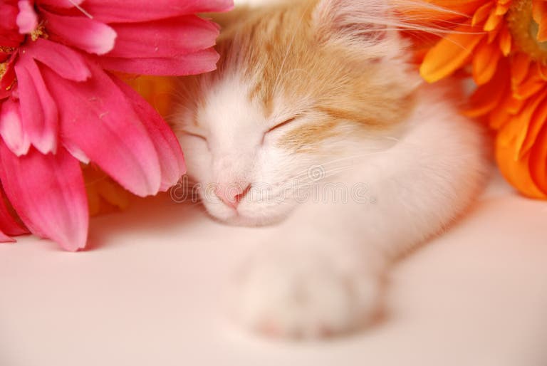 Cat Nap stock image. Image of pink, relax, sleeping, purr - 2794477