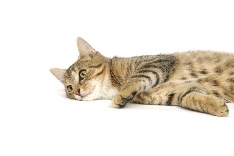 Cat nap stock photo. Image of kitty, paws, adorable, rest - 3865856