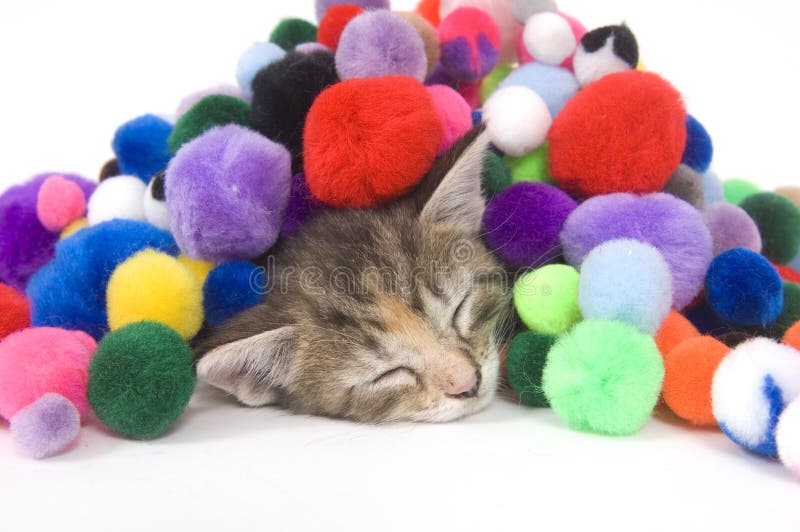 Cat nap stock image. Image of exhaustion, kitty, paws - 5085529