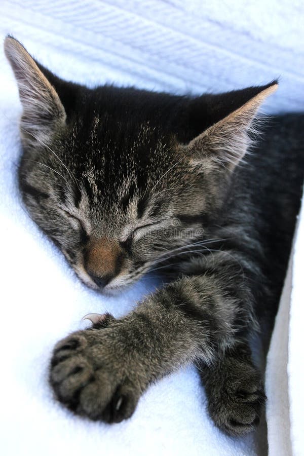 Cat nap stock image. Image of covered, eyes, towel, wiskers - 611053