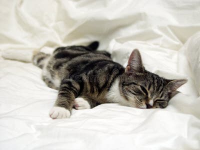 Cat Nap stock photo. Image of lazy, eyes, friendly, shorthair - 943400