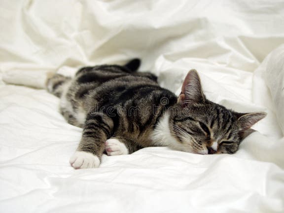 Cat Nap stock photo. Image of lazy, eyes, friendly, shorthair - 943400