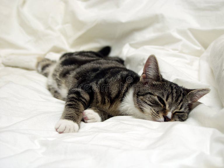 Cat Nap stock photo. Image of lazy, eyes, friendly, shorthair - 943400